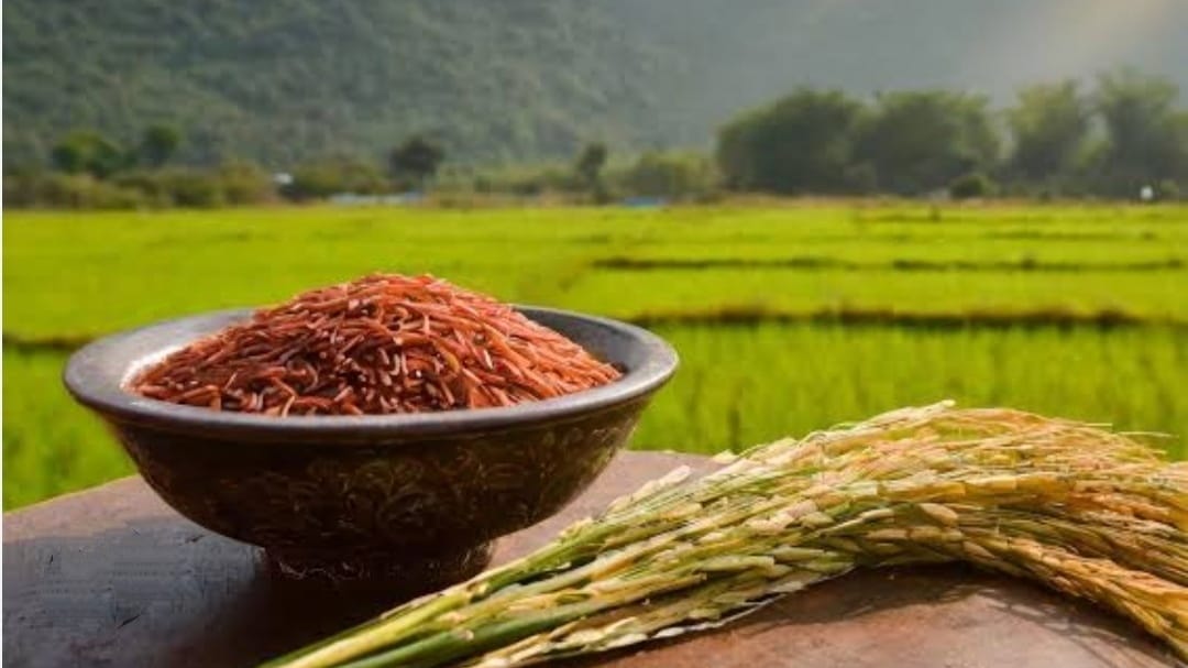 Himachal's rare red rice 'Paiza' : The priceless treasure of Lavi fair ...