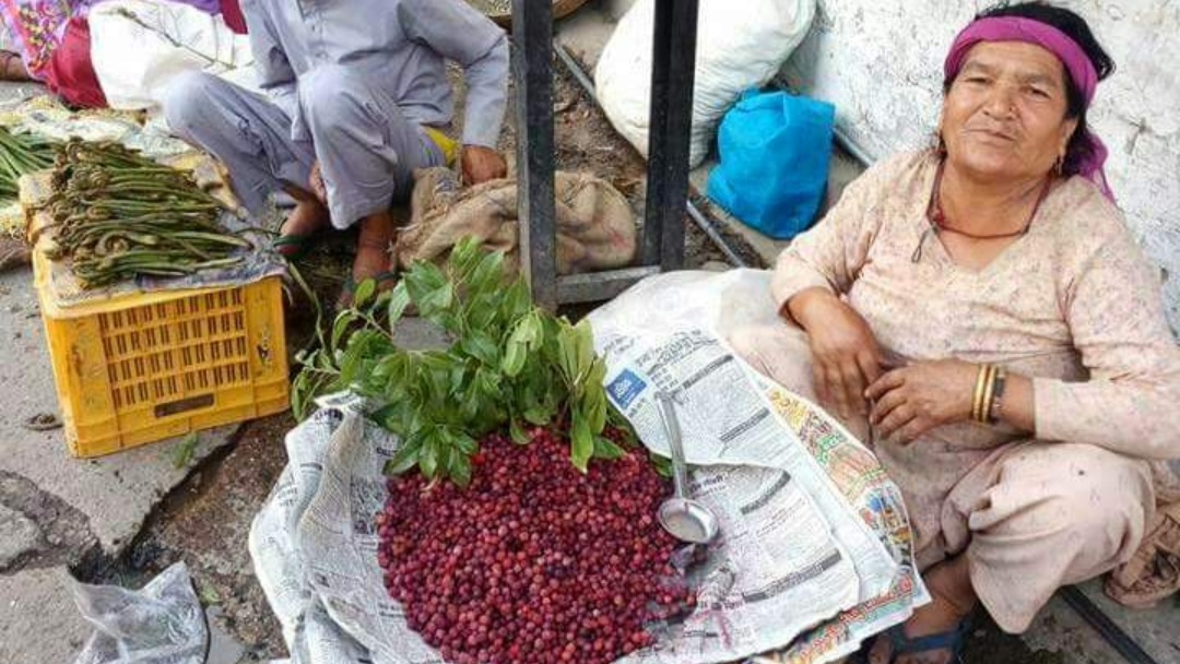 Kafal: The Wild Fruit Bringing Joy and Health to Himachal's Tourists ...
